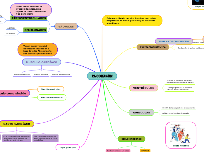 EL CORAZÓN - Mind Map